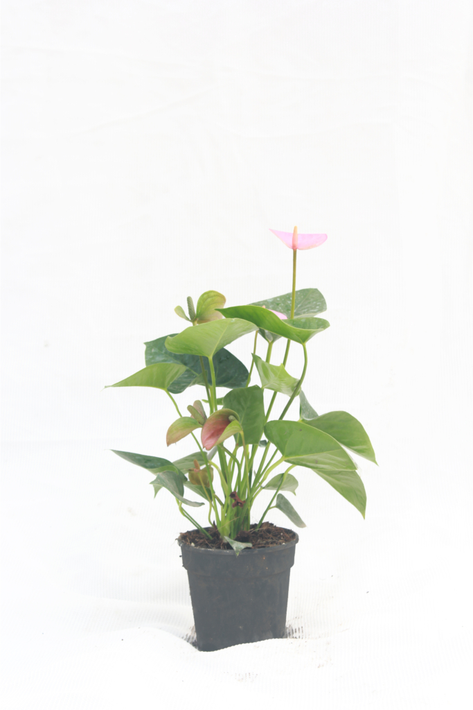 Flowering – National Rose Garden
