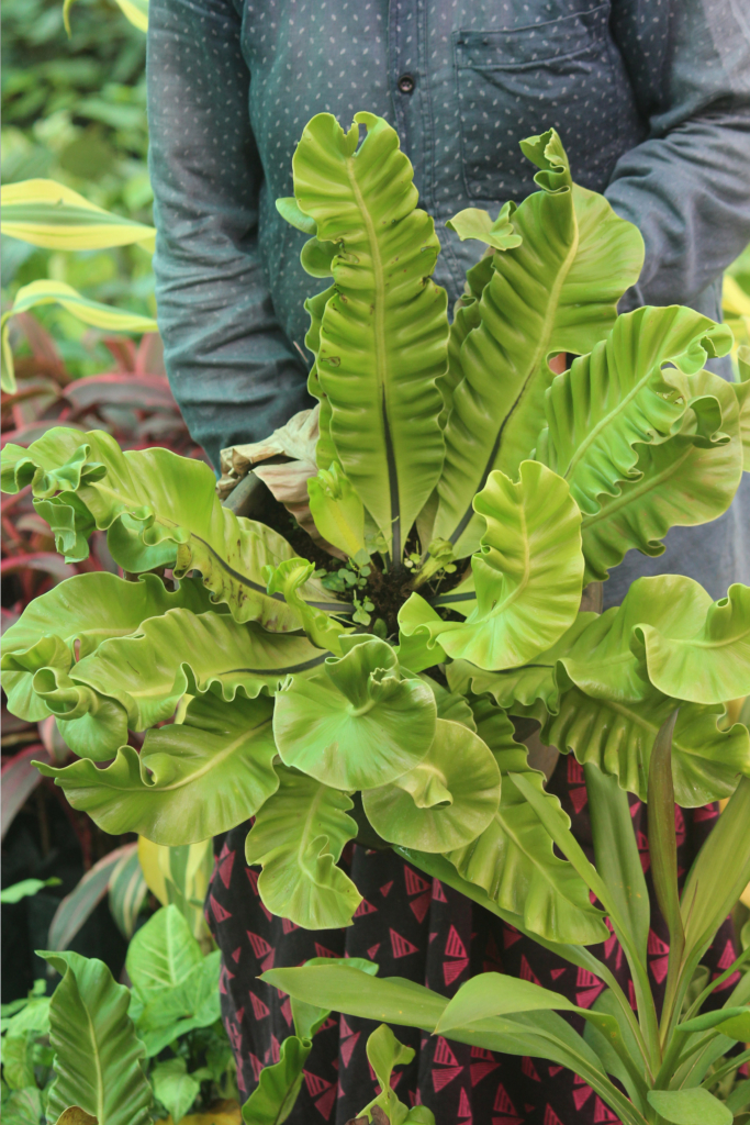 Fern – National Rose Garden